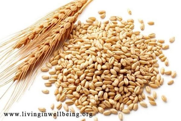 Amazing Health and Nutrional Benefits of Wheat Germ - Living In Well Being