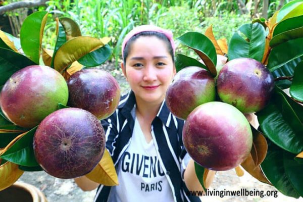 Unbelievable Health Benefits Of Star Apple - Living In Well Being